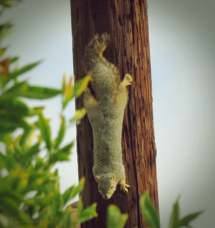 KMIRO GALLERY: Spider-Squirrel