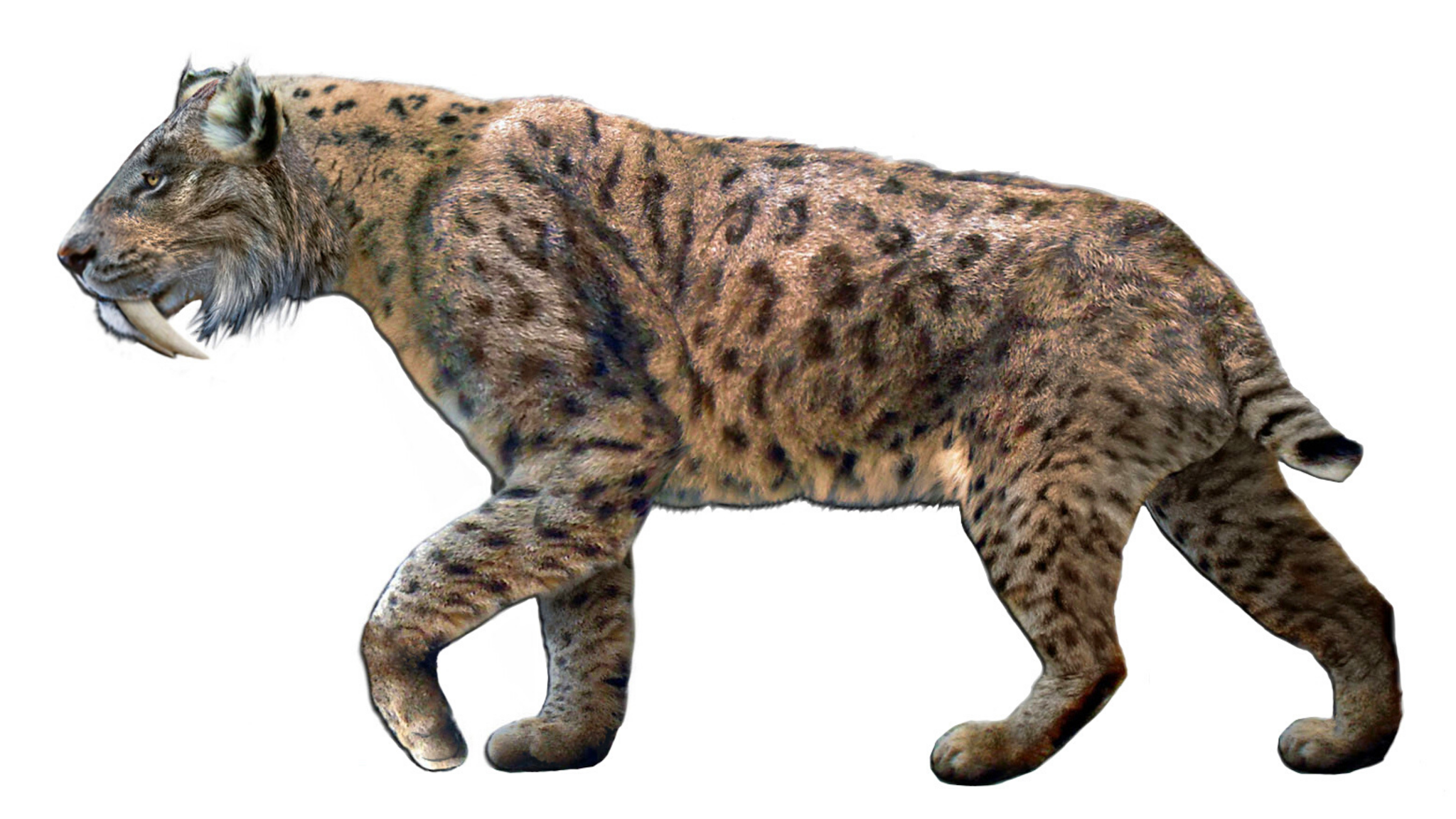 FOSSIL HUNTRESS: CANADA'S FIRST SABRE-TOOTHED CAT: SMILODON