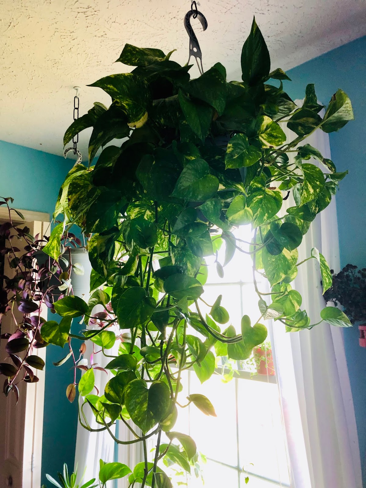 Lily's Indoor Jungle: Pothos Devil's Ivy Care