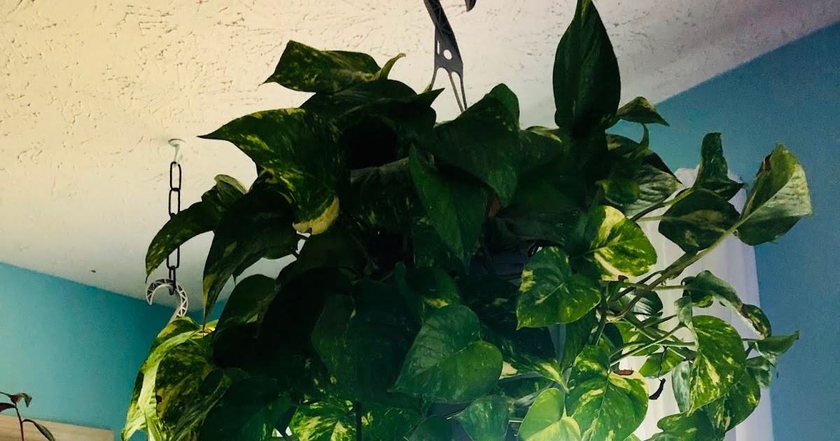 Lily's Indoor Jungle: Pothos Devil's Ivy Care