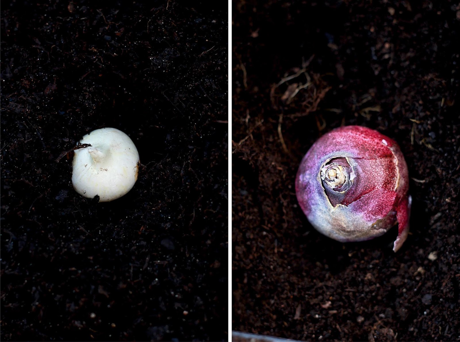 Plantar bolbos: O que, quando e como? | Reservatório de Sensações