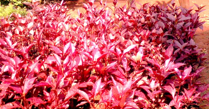 14+ Tanaman Hias Bunga Bayam