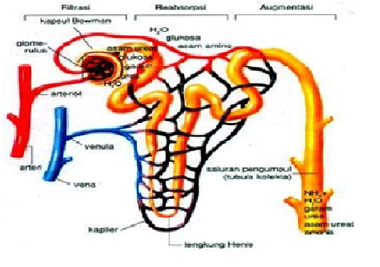 Biologi dan Sejarah : PROSES PEMBENTUKAN URINE
