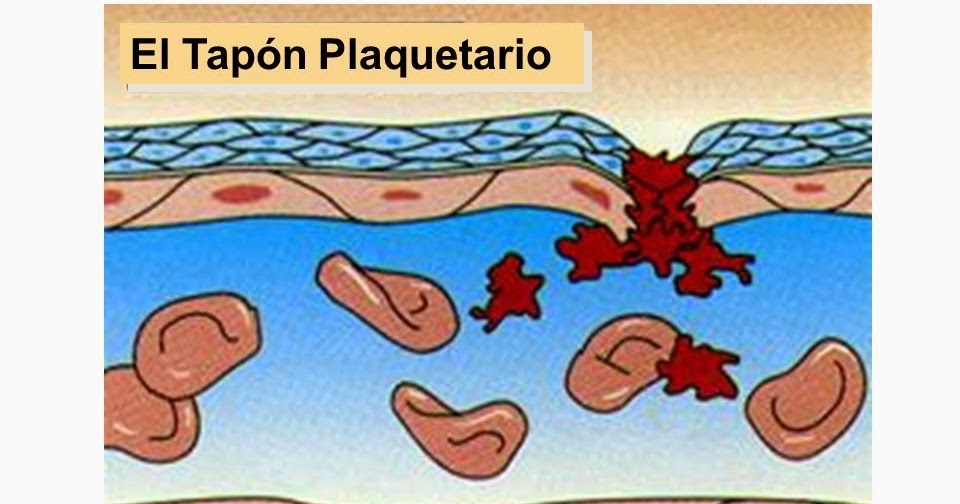 LA SANGRE: PLAQUETAS