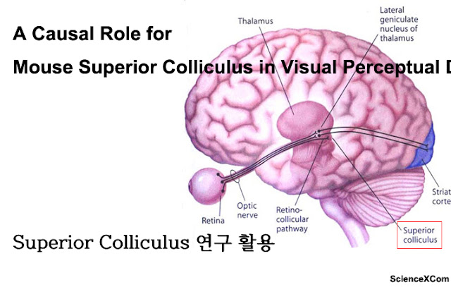 superior colliculus 연구를 통한 시각적 정보 획득