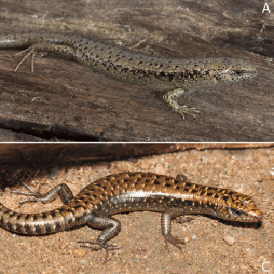 Species New to Science: [Herpetology • 2019] Integrative Taxonomy of ...