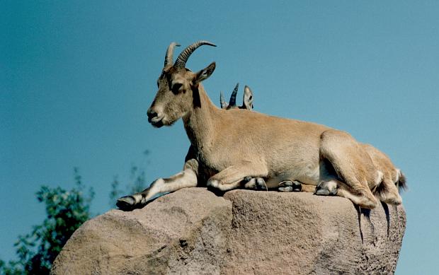 WE ARE IN FOREST: GOAT