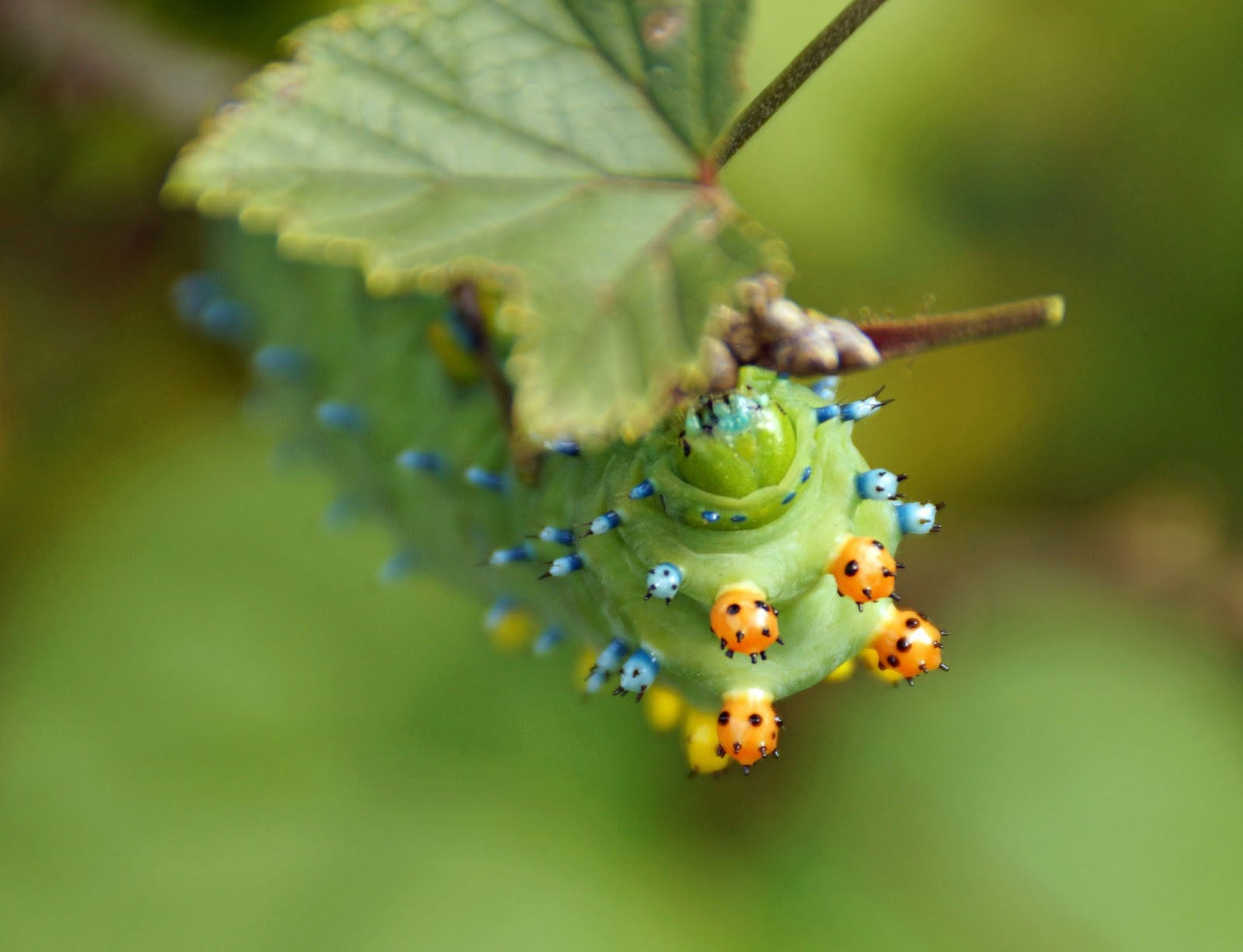 cloud+bear+y: Small Creatures