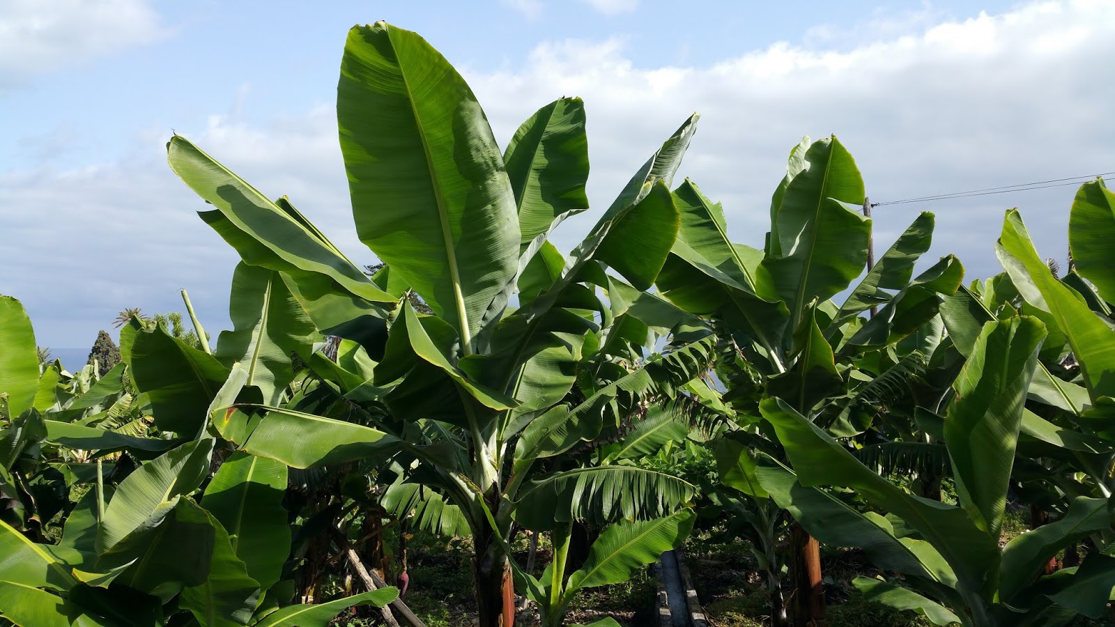 Invernadero y Huerto Ecológico del Sistema de Sanación Tinerfe ...