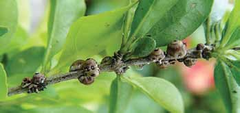 ENTOMOLOGÍA AGRÍCOLA