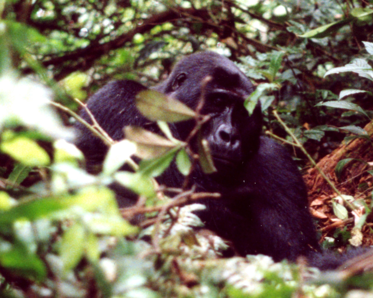 Best Jungle Life: Apes & Ape Pictures and Ape Historical and modern ...