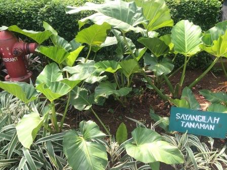 Philodendron maximum | Pustaka Flora | Database Tanaman Landscape