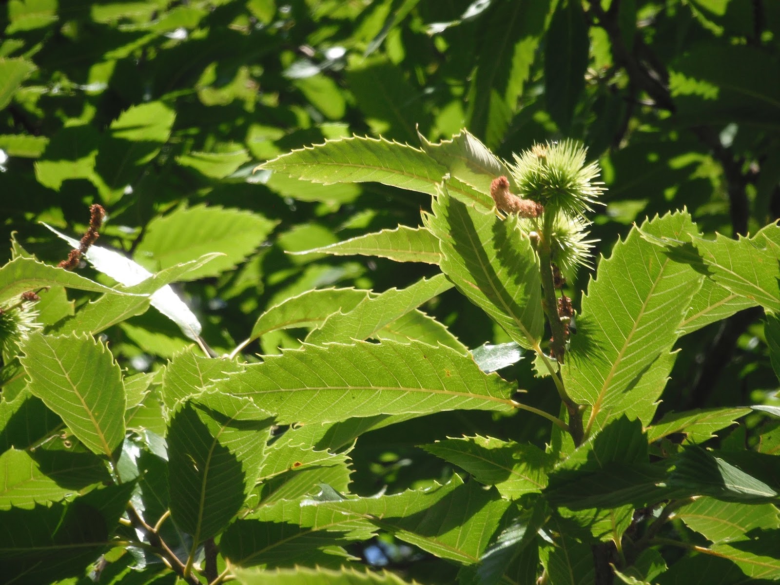 El Bosque y sus Secretos: La riqueza de los castaños