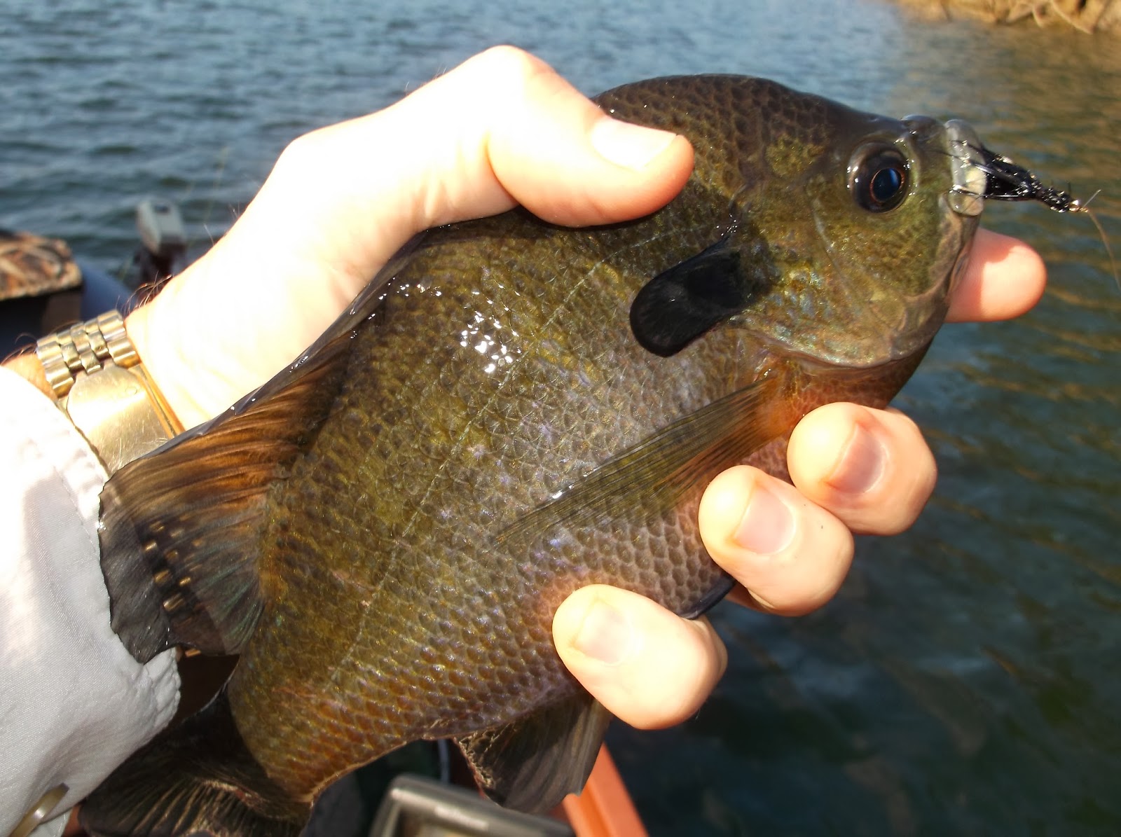 Fishing Through Life: Using the Boggle Bug Popper for Some Fall Fly Fishing