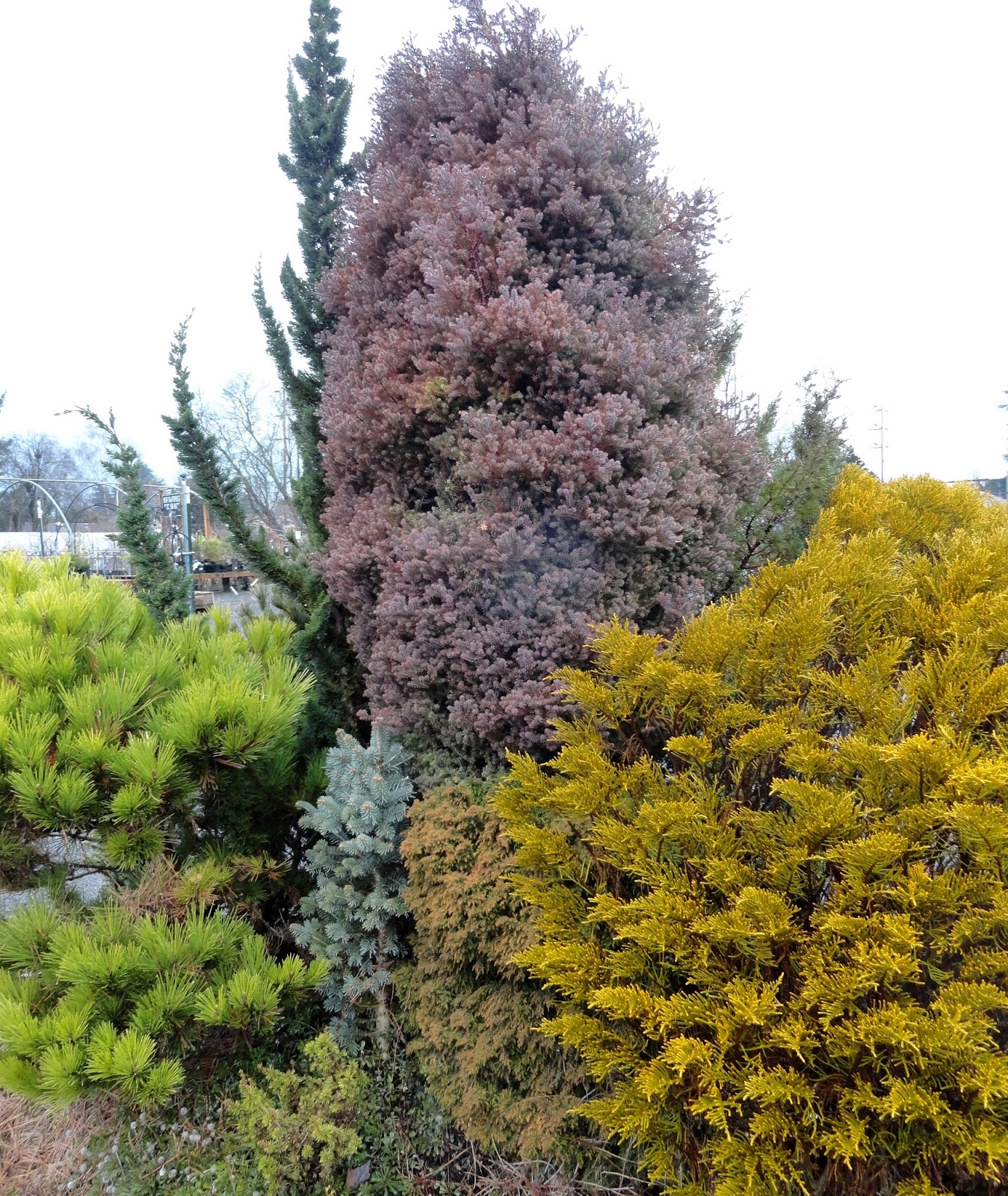 danger garden: Colorful conifers at Portland Nursery