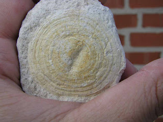 Views of the Mahantango: Cyclolites ellipticus from france