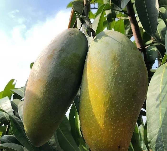 Bibit Pohon Mangga Kiojay Produk Asli Mudah Tumbuh Bibit Pohon Mangga Kiojay Produk Asli Mudah Tumbuh