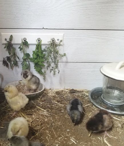 Chicken Coop Tour | Storage Area + Nursery - Fresh Eggs Daily® with ...