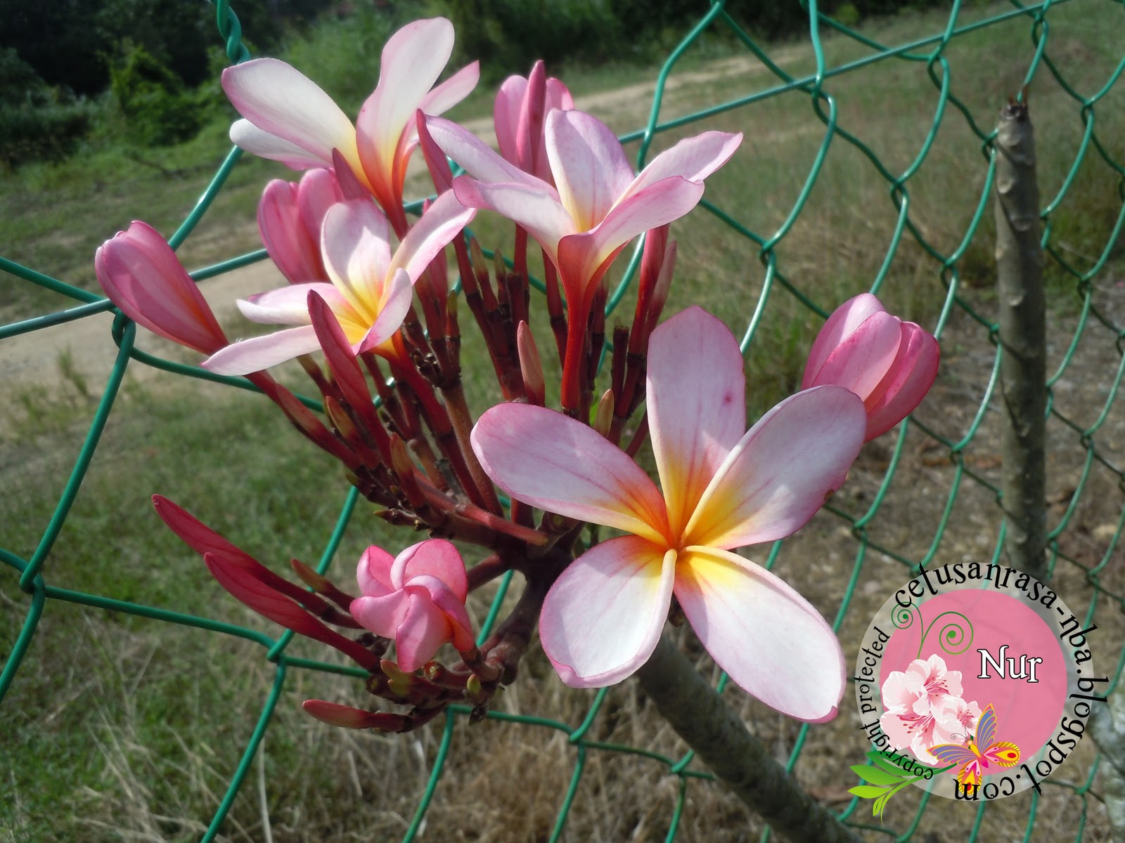 Cetusan Rasa: Bunga Kemboja Milik Bonda