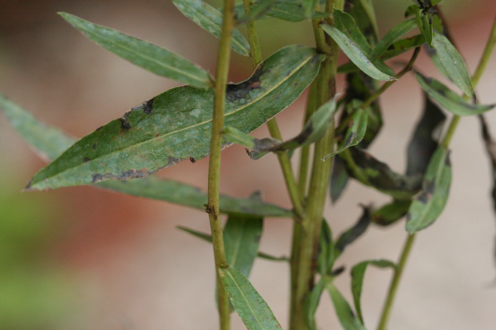 Native Florida Wildflowers: Sweet Goldenrod - Solidago odora var. odora