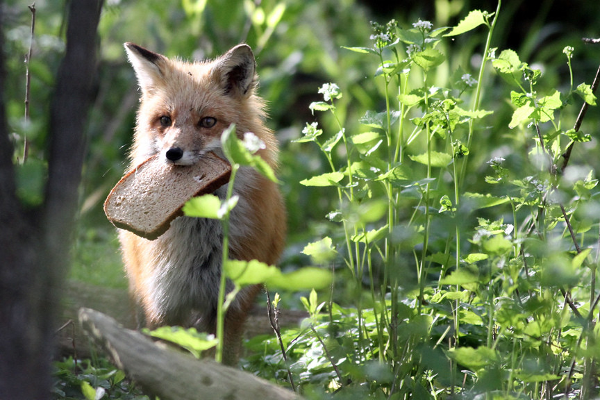 Funny animals of the week - 15 June 2012 (42 pics) | Amazing Creatures