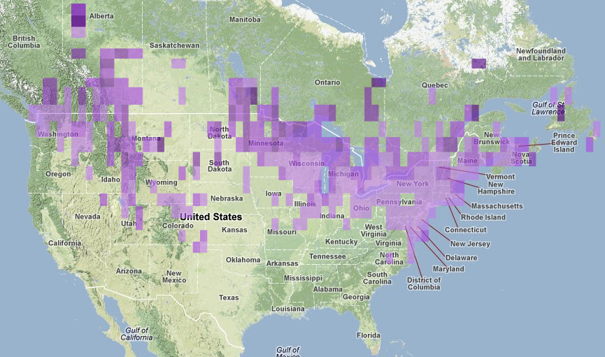 Birding Is Fun!: Common Redpoll Irruption