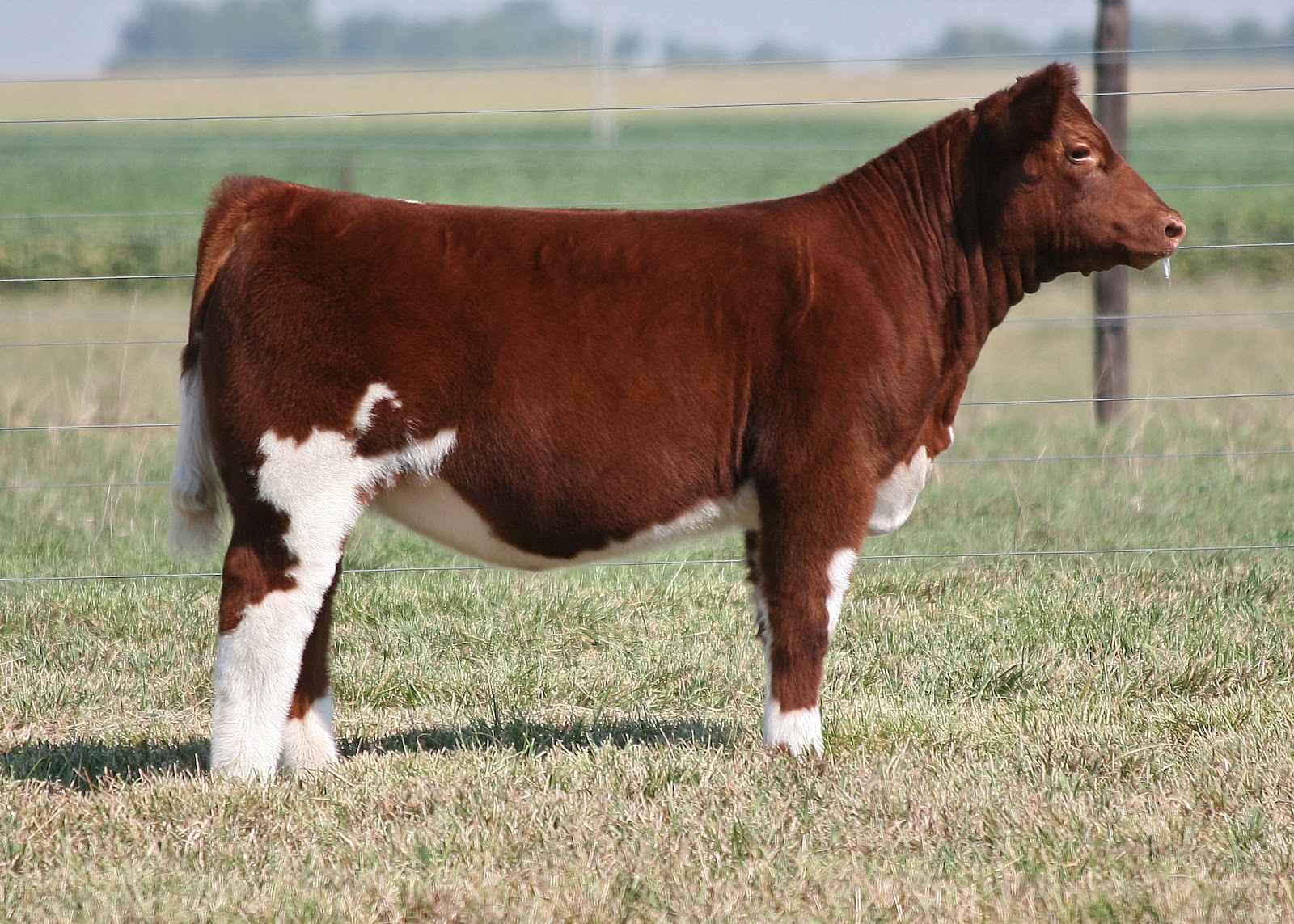 Lautner Farms: Gray Show Cattle - Bojo Heifer