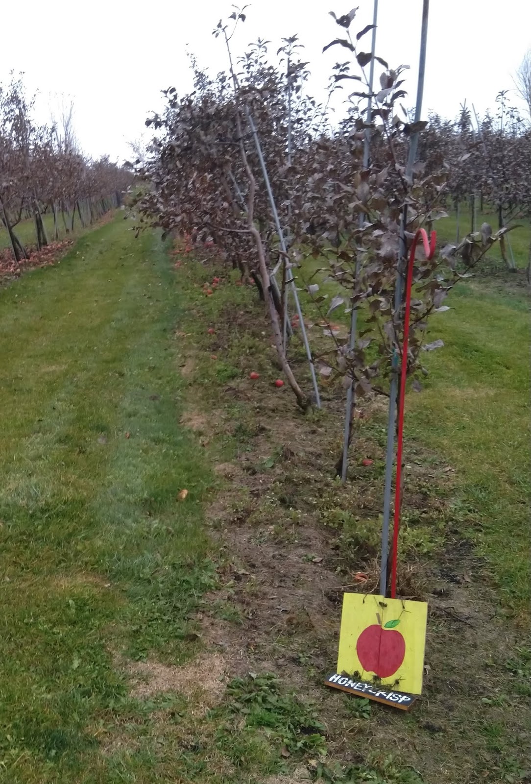 Getting Licensed to Grow First Kiss™ and SweeTango® Apples