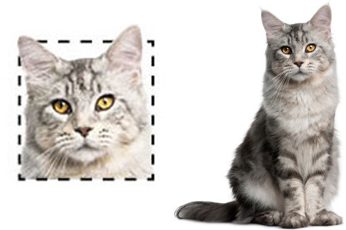 Cats Face Shape Influence on its Character? | Anatomy of a Cat - MASSAPEDIA