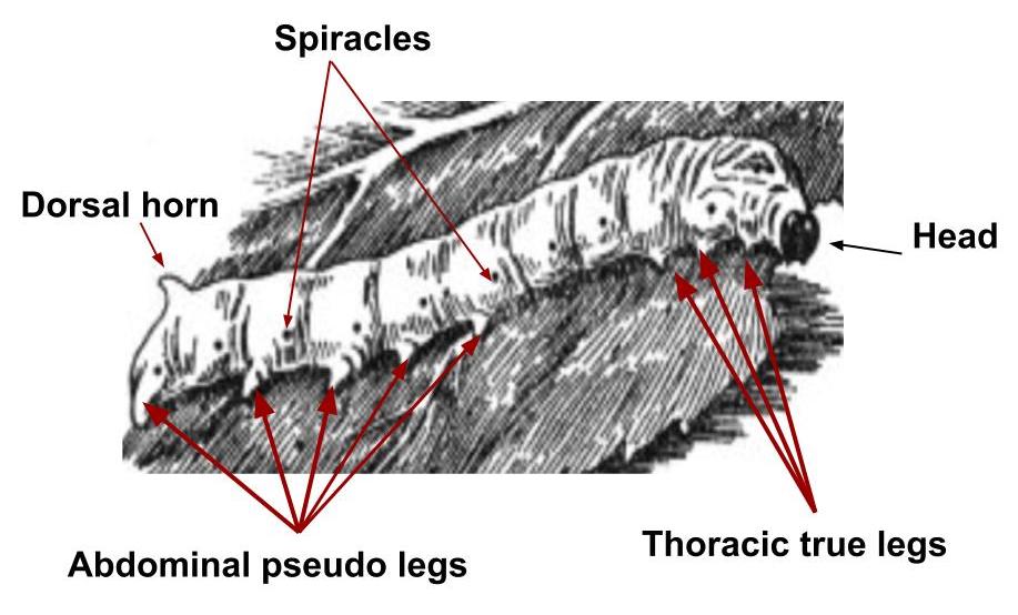 Draw the diagram of larval stage of silkworm and label the parts ...