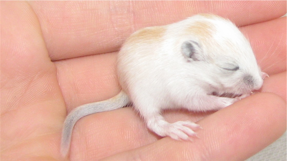 Fuzzy Feet 'n' Furry Tails Gerbils: April 2011