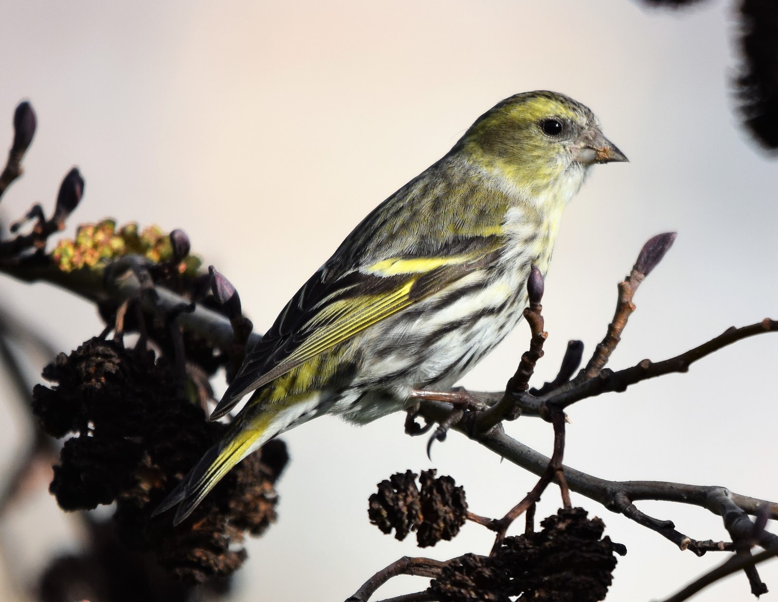 Imagens da vida animal: Lugre (Spinus spinus)