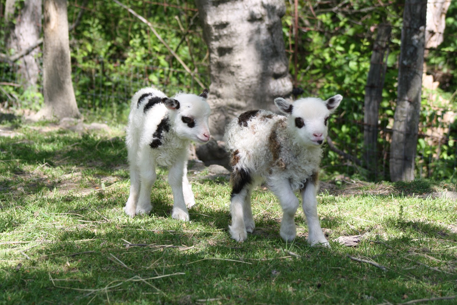 Sheep R Us: Lamb, Lambs, Lamb, Lambs...