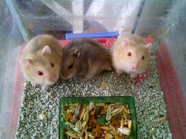 RABBIT PARADISE: DIJUAL !! Hamster Winter White Blue Argente, Saphire ...