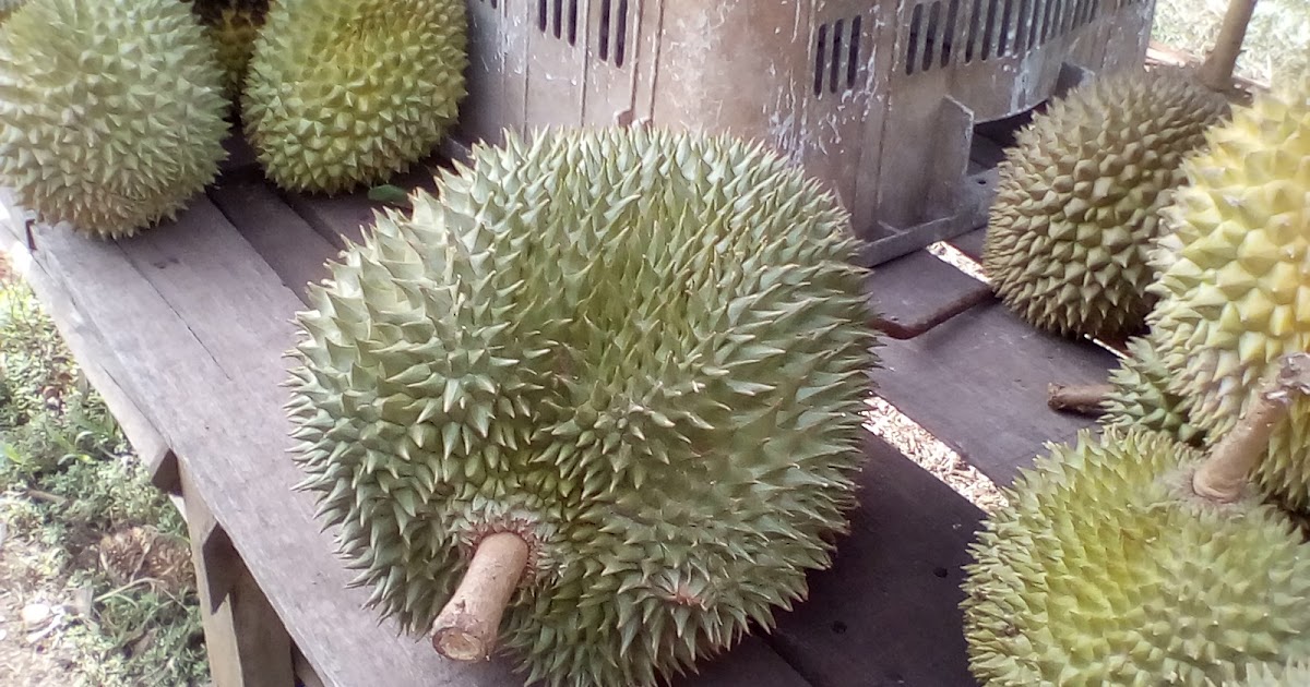 Azram Sulong: durian mahal