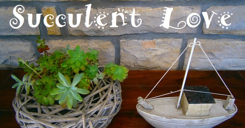 Succulent Love