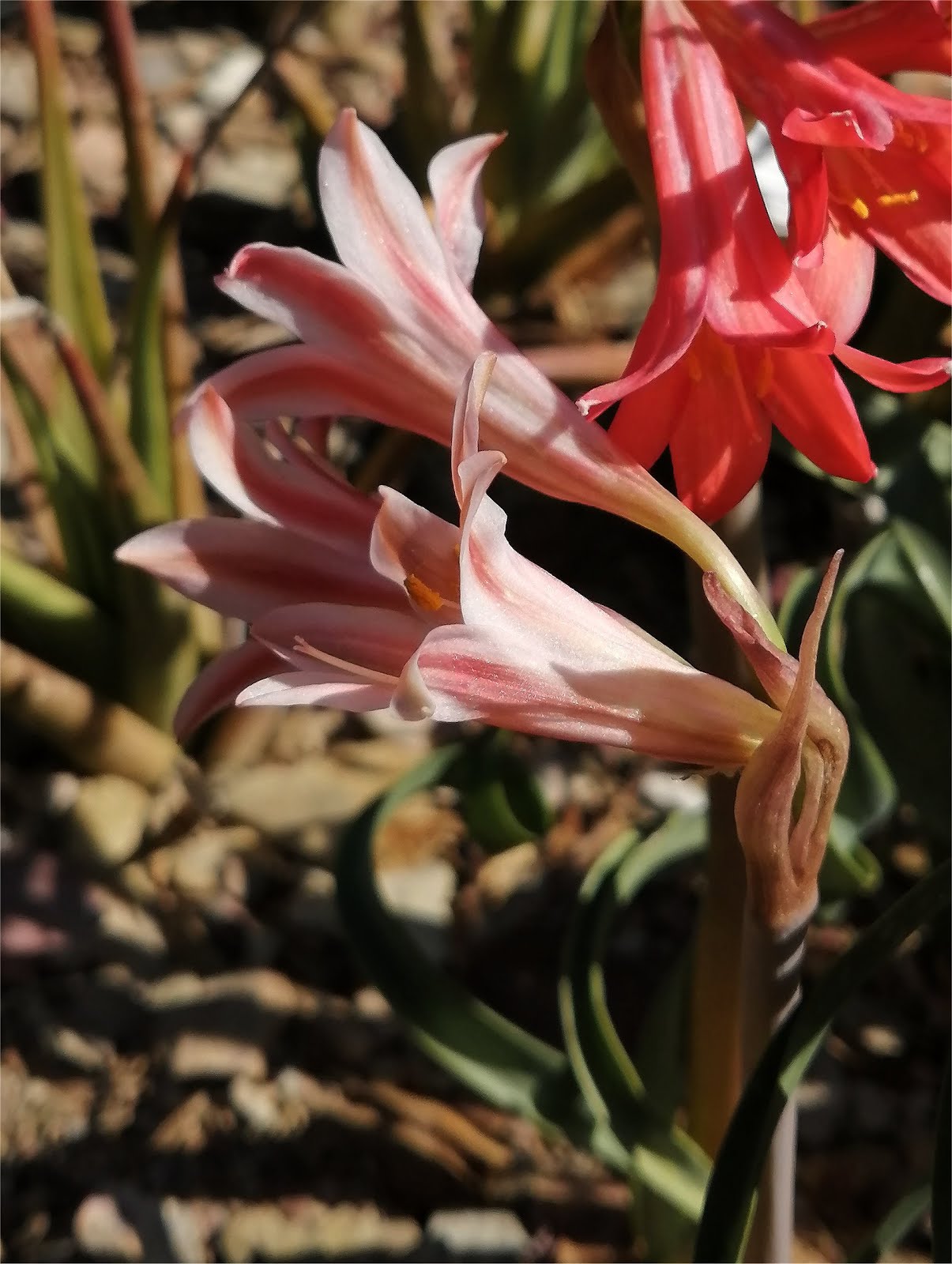Desert Plants and Wild Flowers Images: Cyrtanthus spiralis