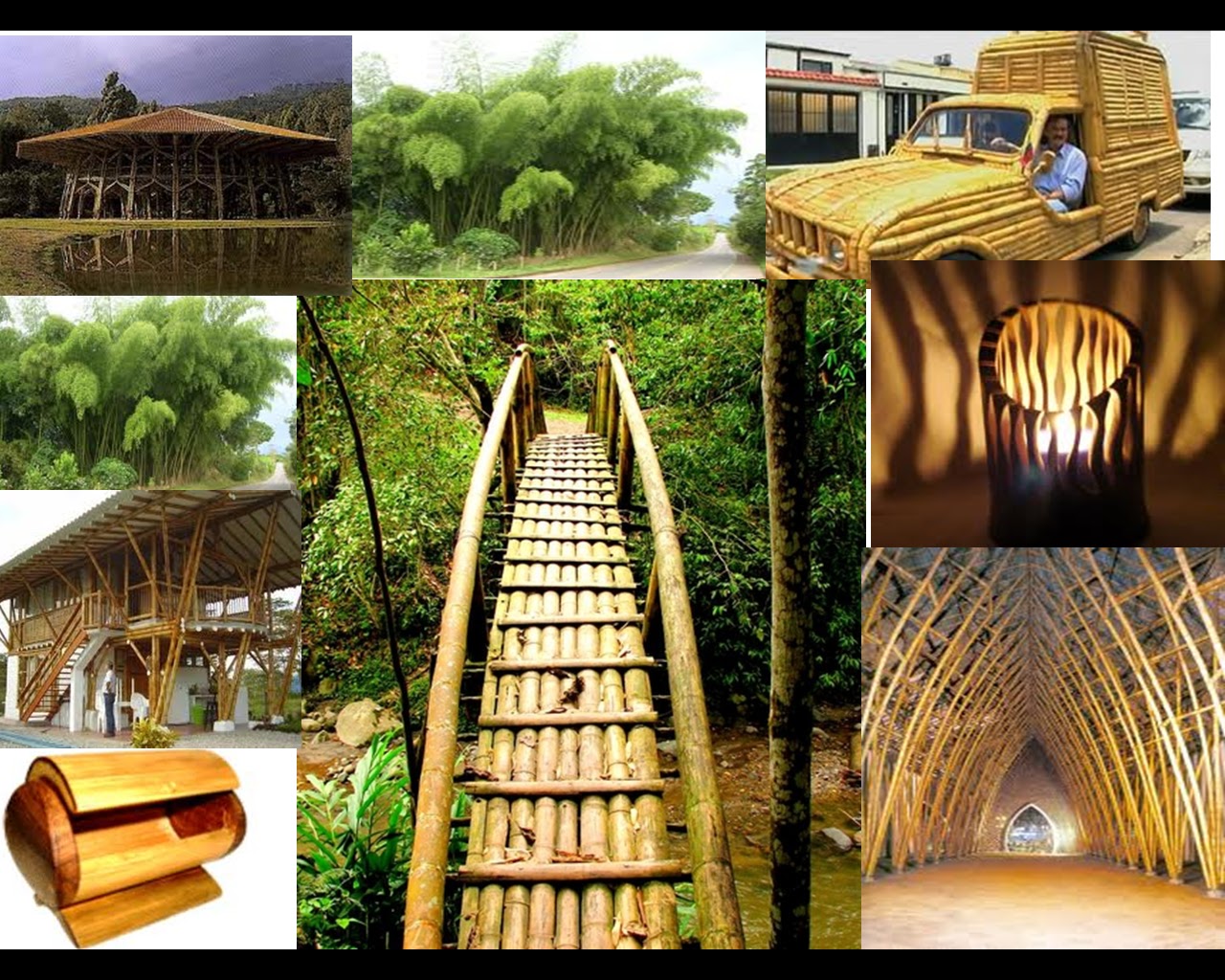 learning new things: colombia's Guadua