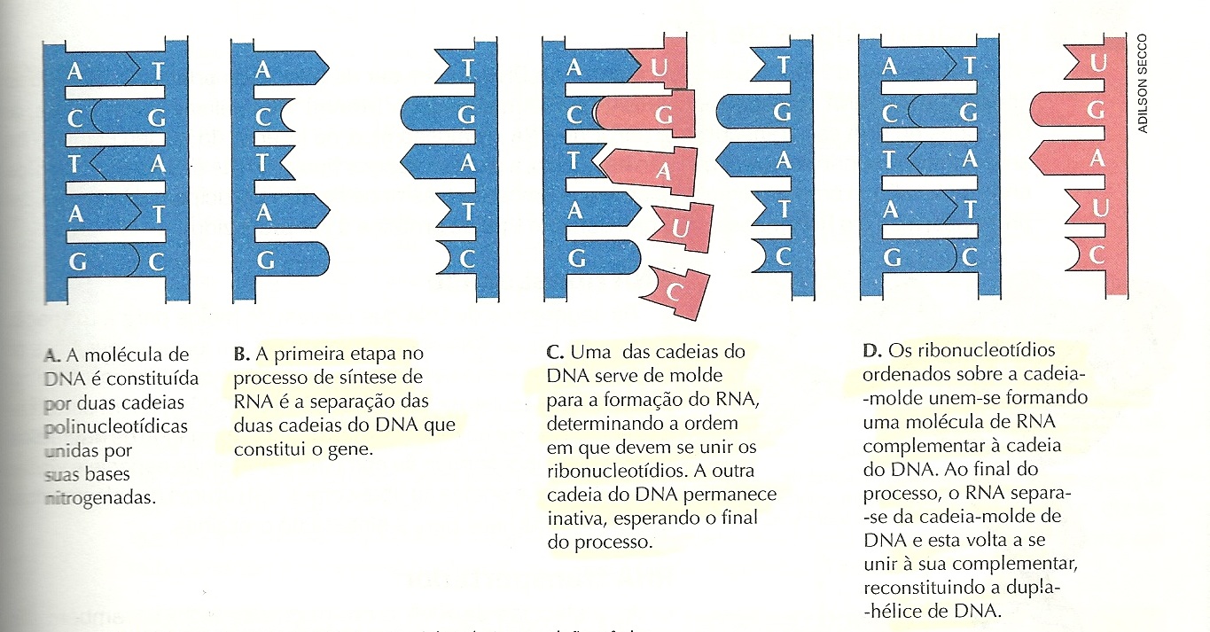 Biologia na Educação: Genes e RNA: A transcrição Gênica
