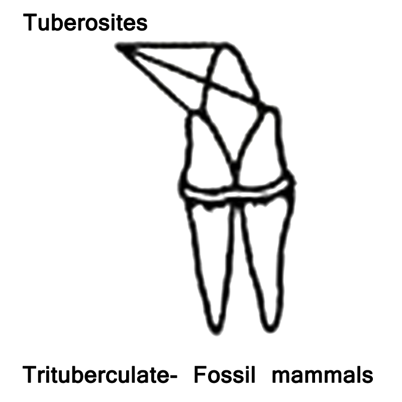 B. Sc. - II Animal Diversity- IV (Old) : Dentition in Mammals:By. Dr ...