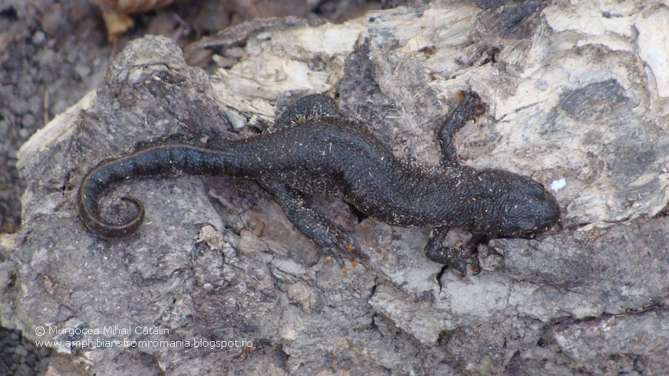 Amphibians from Romania: Triturus cristatus