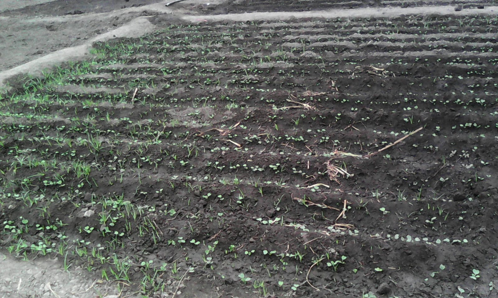 APRENDIENDO SIN LIMITES: PROCESO DE SIEMBRA DE RABANO