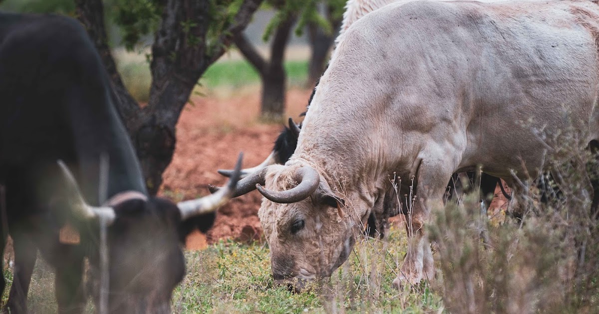 LA HORA DEL SEMENTAL