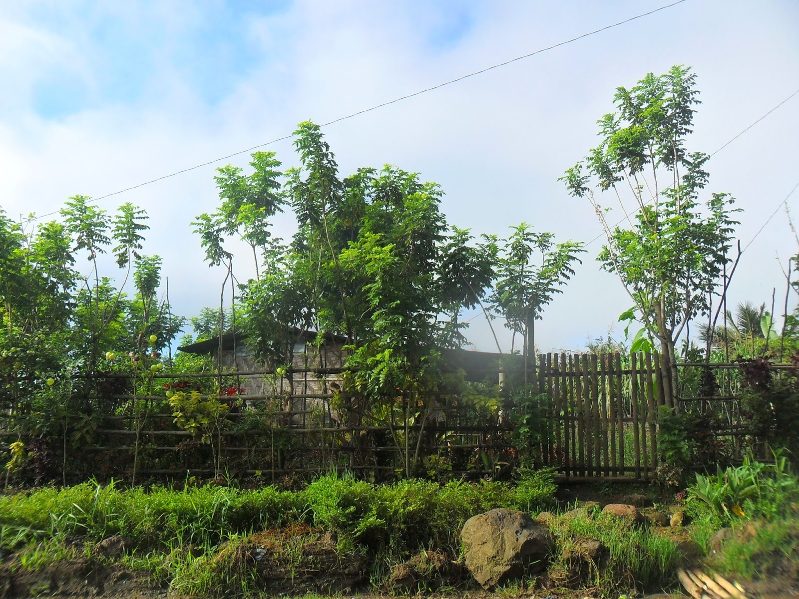 Wanderer Girl: Kapatagan Digos City, Davao del Sur Adventure