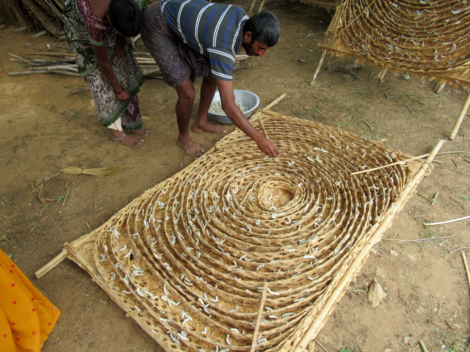 Sericulture