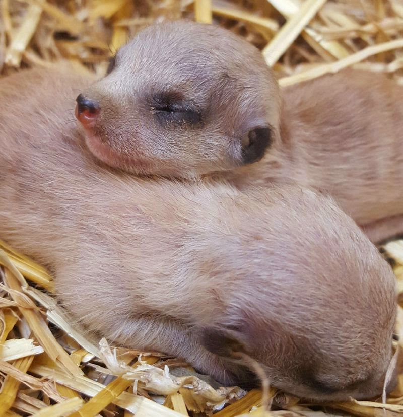 Meerkat -First Meerkat Pups for Indianapolis Zoo.
