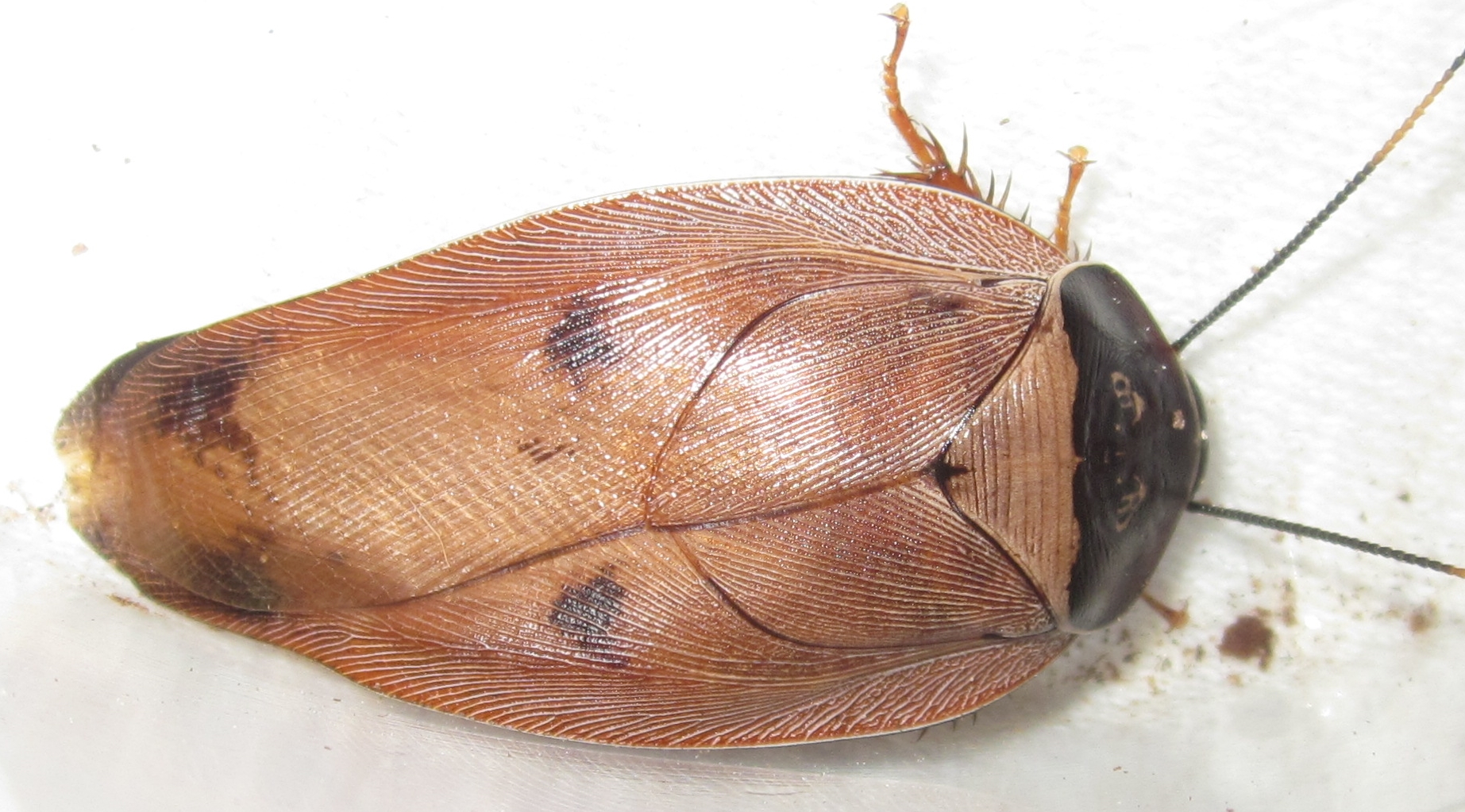 Invertebrate Dude: Pink Roach Pictures