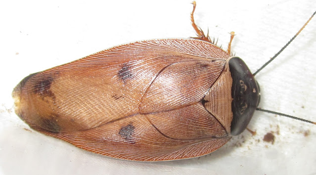 Invertebrate Dude: Pink Roach Pictures