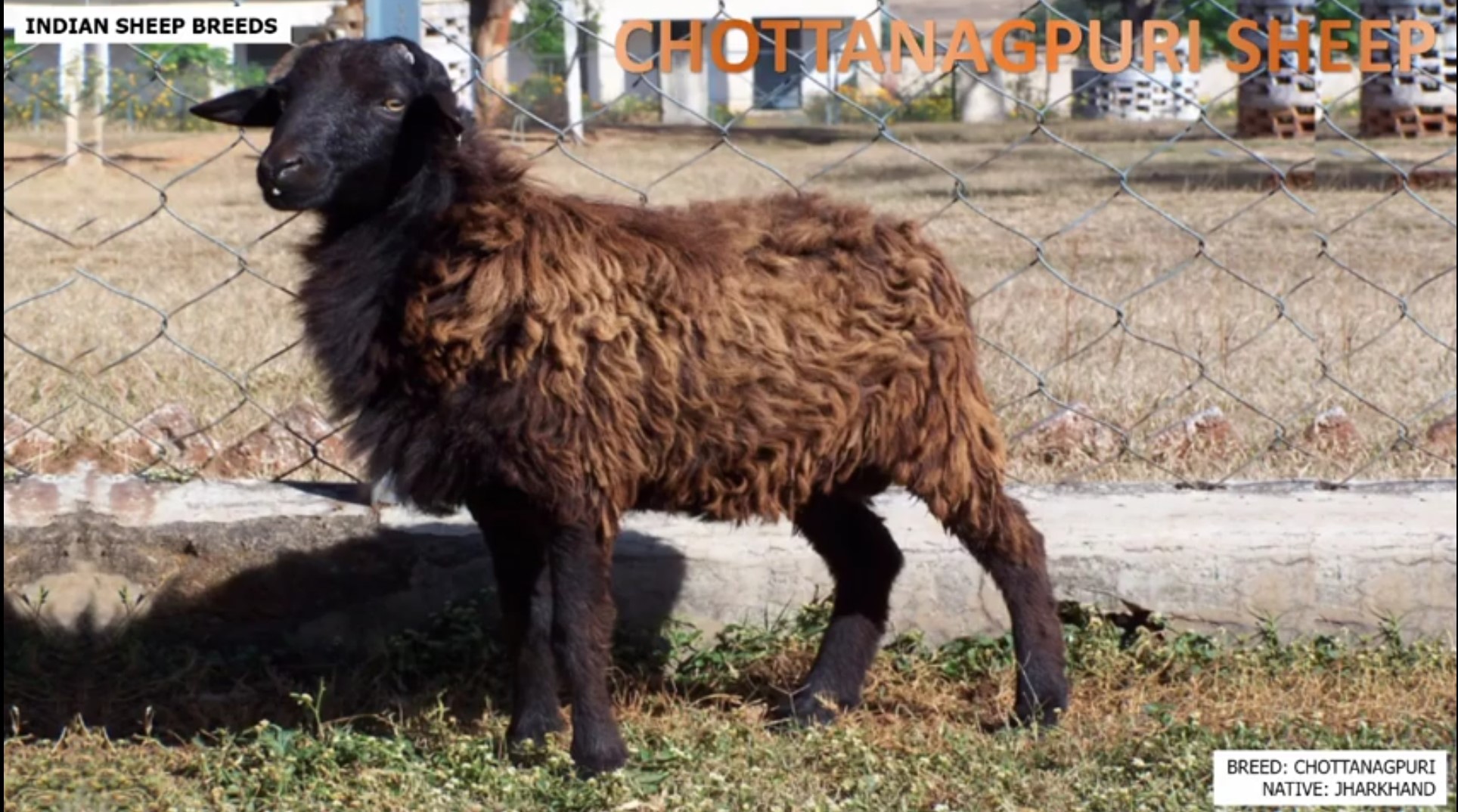 Most Popular Sheep Breeds of India