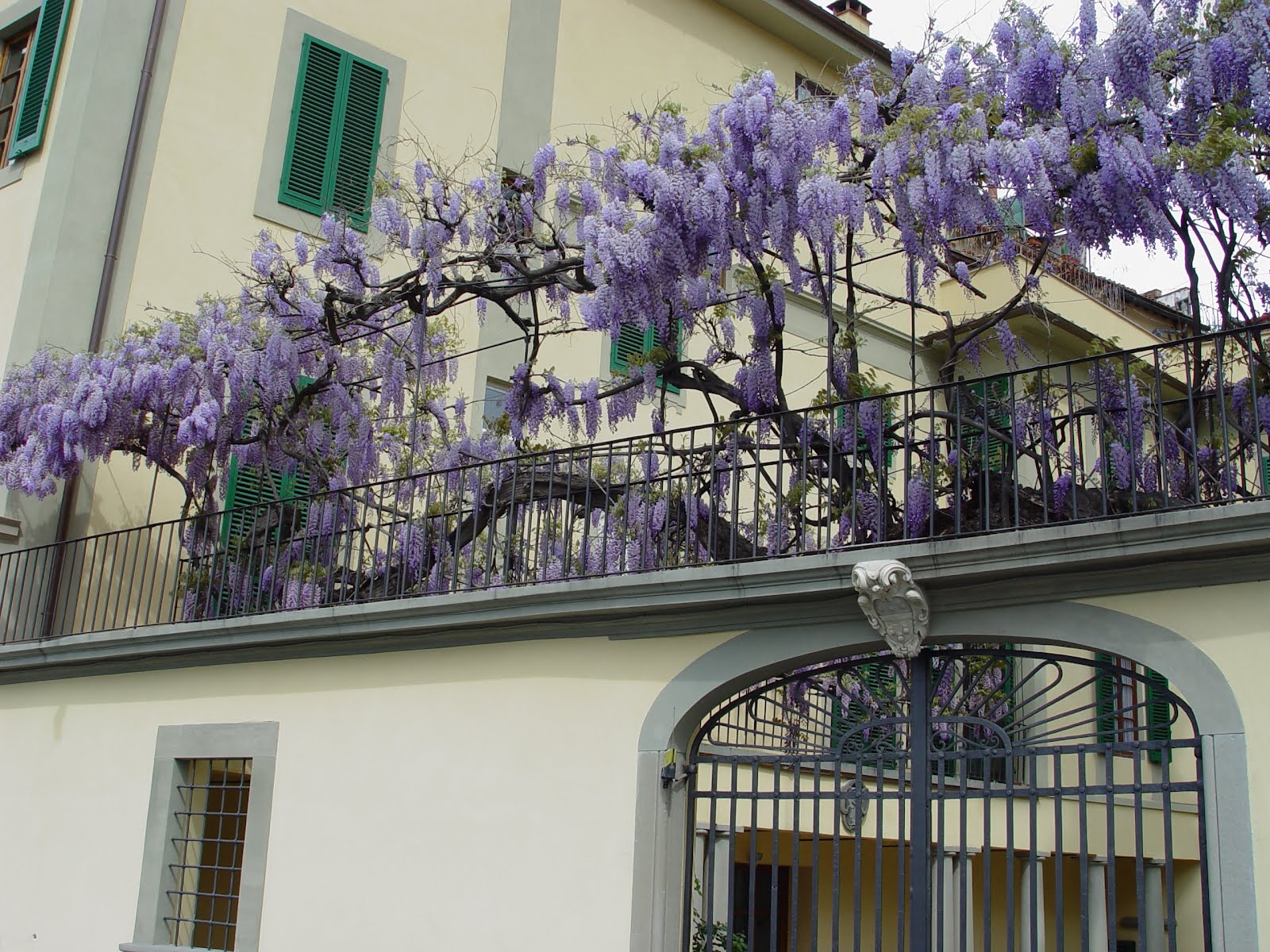 Tutti Pazzi Per Le Piante: GLICINI